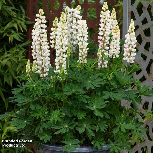 Lupin 'Legendary White Shades'