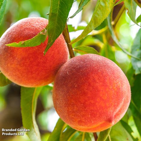Peach 'Red Peachy' | Thompson & Morgan