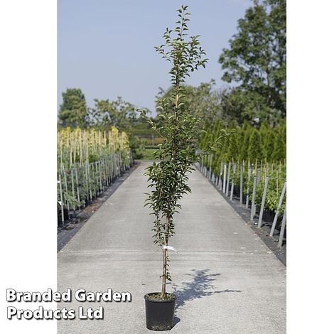 Prunus 'Pandora' | Thompson & Morgan