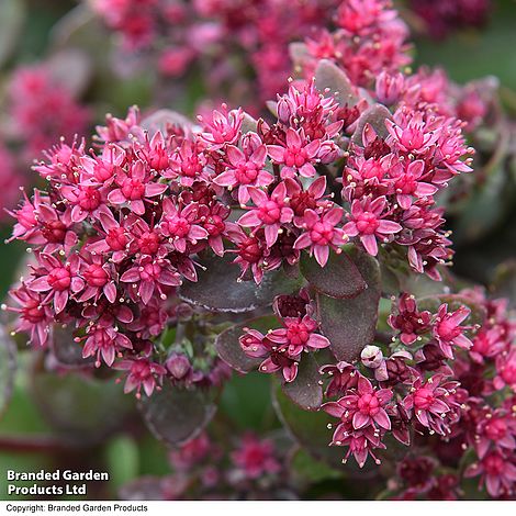 Sedum 'Busy Nights' - Seeds