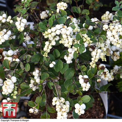 Symphoricarpos 'Magical Galaxy' plants