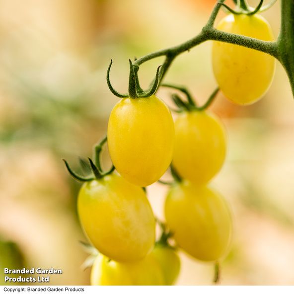 Tomato 'Tropic Pearl'