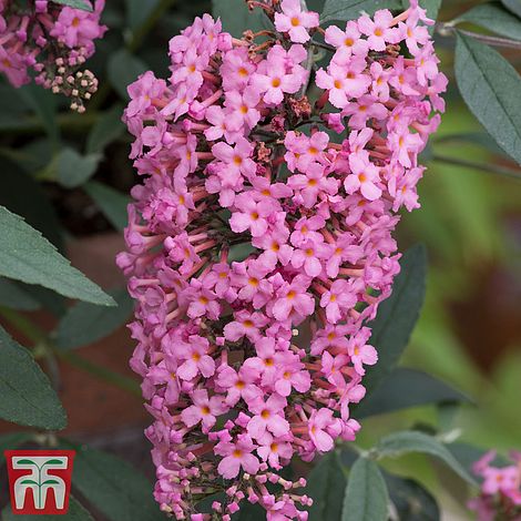Buddleja 'Pink Cascade'