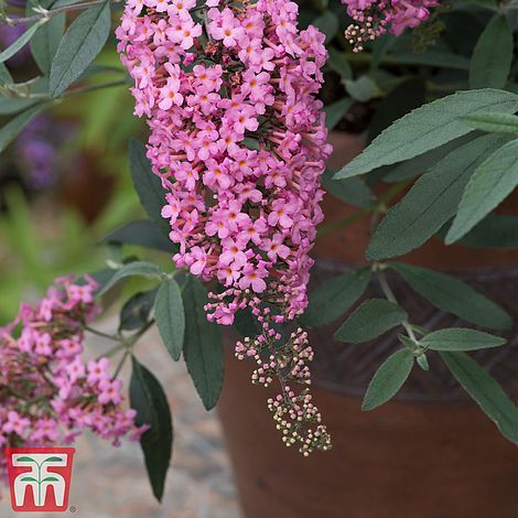 Buddleja 'Pink Cascade'