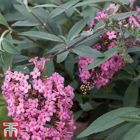 Buddleja 'Pink Cascade'