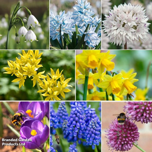 Flower Bulbs & Tubers - Over 600 Garden Bulbs On Offer