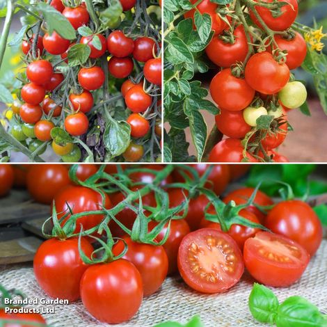 Vegetable Plants | Thompson & Morgan