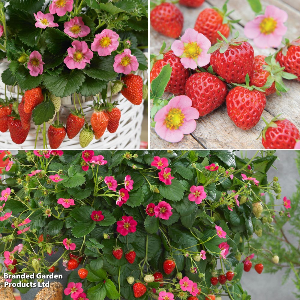Strawberry Plant Pink Flowers 3X SALVIA STRAWBERRY SPLIT PLUG PLANTS