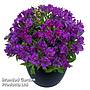 Alstroemeria 'Inticancha Indigo' | Thompson & Morgan