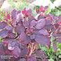 Cotinus coggygria 'Lilla' plants | Thompson & Morgan
