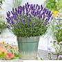 Lavender 'BeeZee® Dark Blue' | Thompson & Morgan