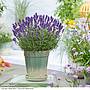Lavender 'BeeZee® Dark Blue' | Thompson & Morgan