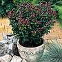 Leucothoe axillaris 'Curly Red' plants | Thompson & Morgan