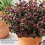 Leucothoe axillaris 'Curly Red' plants | Thompson & Morgan