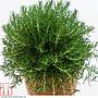 Rosemary 'Roman Beauty' plants | Thompson & Morgan