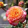 Rose 'Meteor' (Floribunda Rose) | Thompson & Morgan