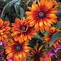 Rudbeckia x hirta hybrida 'Cherokee Sunset'Â® seeds | Thompson & Morgan