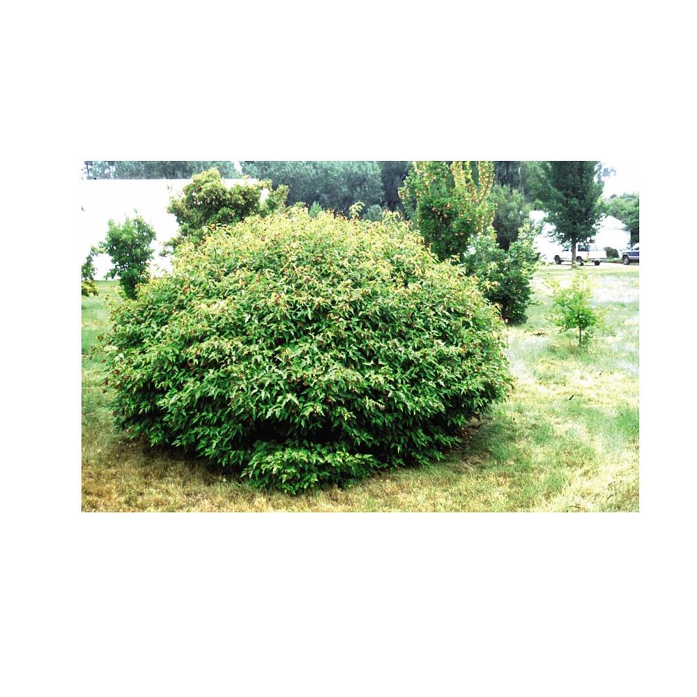 Acer ginnala 'Bailey Compact' plants | Thompson & Morgan