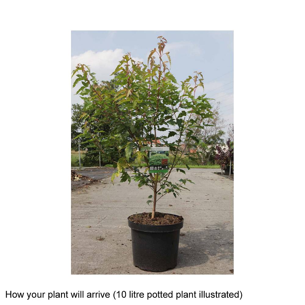 Acer ginnala 'Bailey Compact' plants | Thompson & Morgan