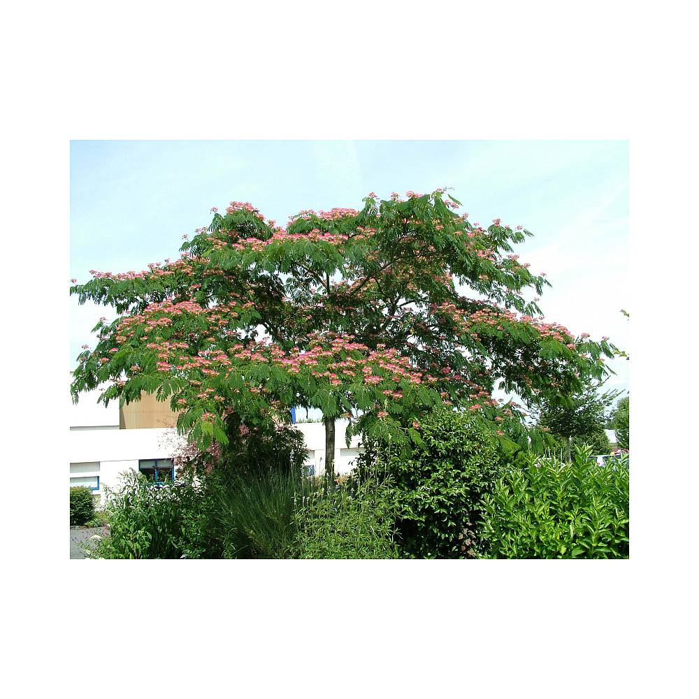 Albizia julibrissin 'Ombrella' plants | Thompson & Morgan