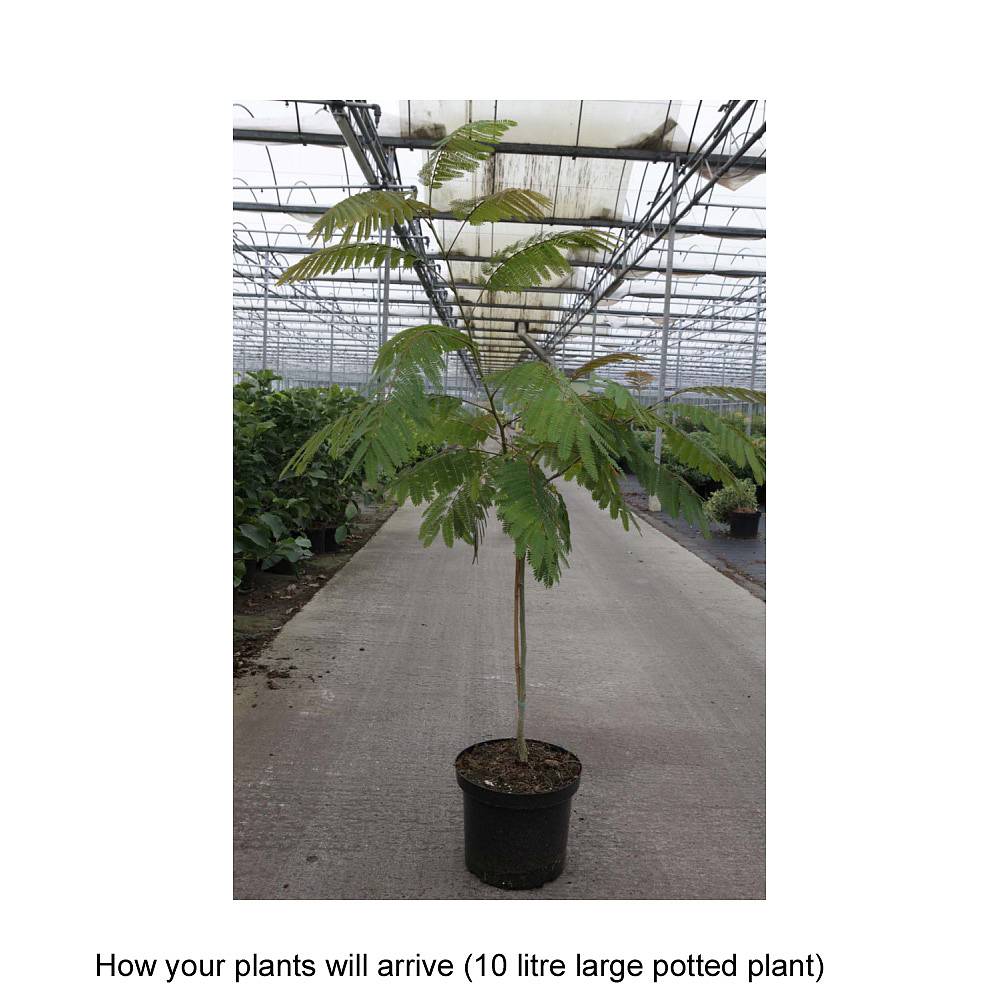 Albizia julibrissin 'Ombrella' plants | Thompson & Morgan