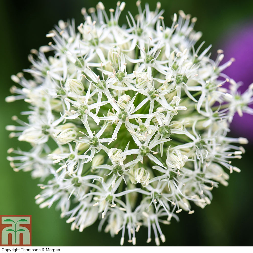 Allium stipitatum 'Mount Everest' plants | Thompson & Morgan