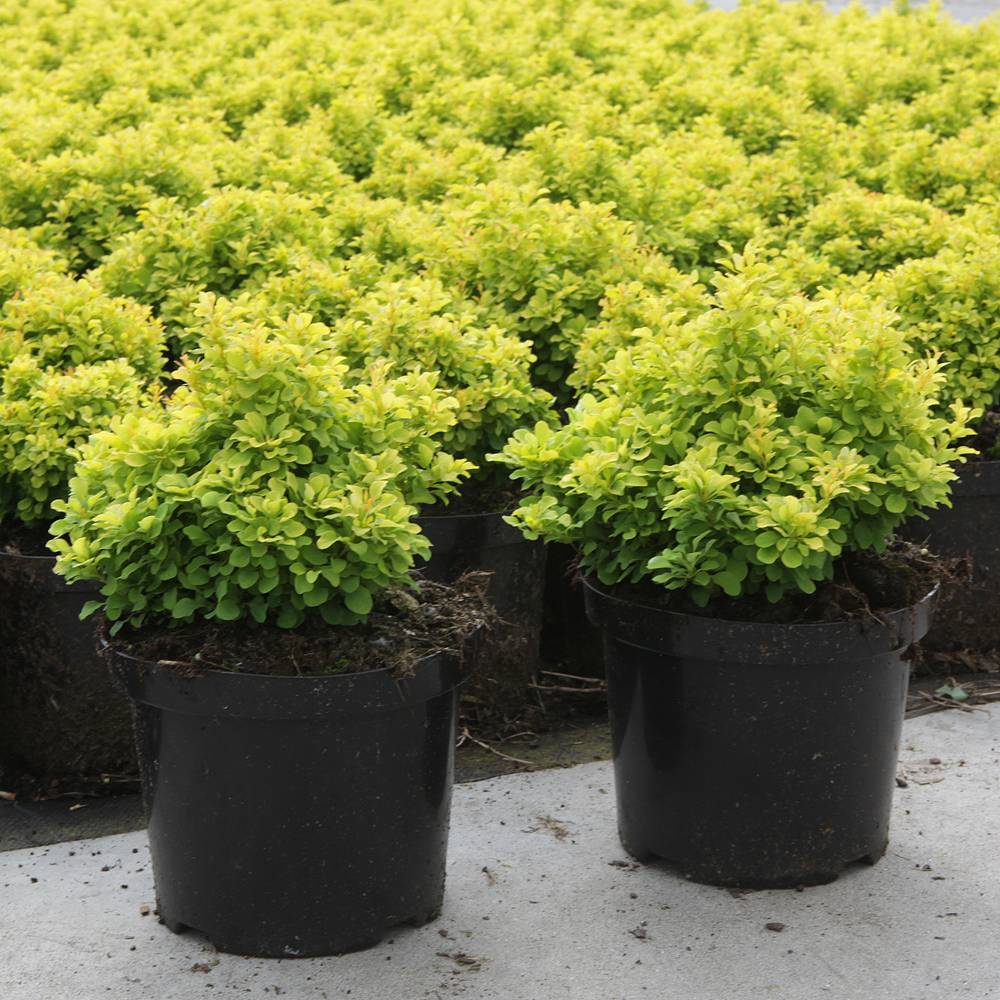 Berberis thunbergii 'Tiny Gold' plants | Thompson & Morgan