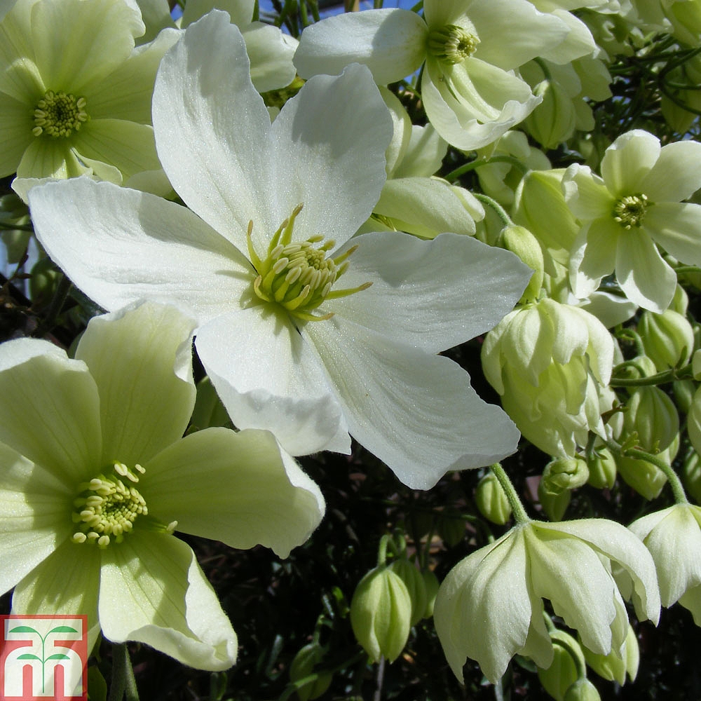 Clematis x cartmanii 'Avalanche' | Thompson & Morgan