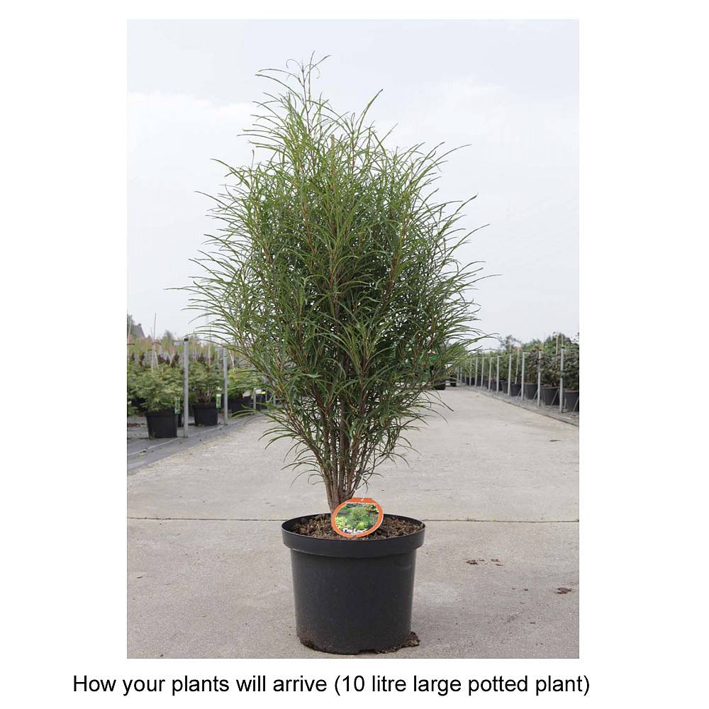 Frangula alnus 'Fine Line' plants | Thompson & Morgan