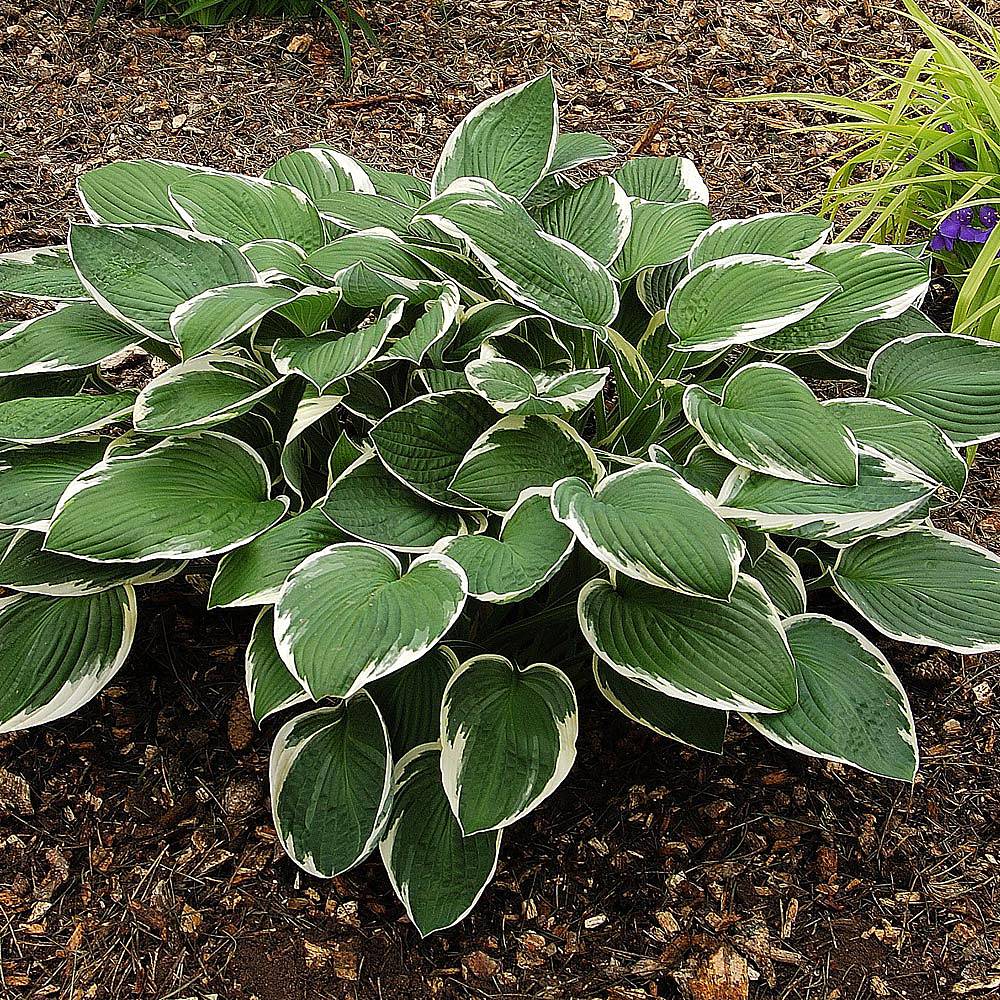 Hosta 'Francee' plants | Thompson & Morgan