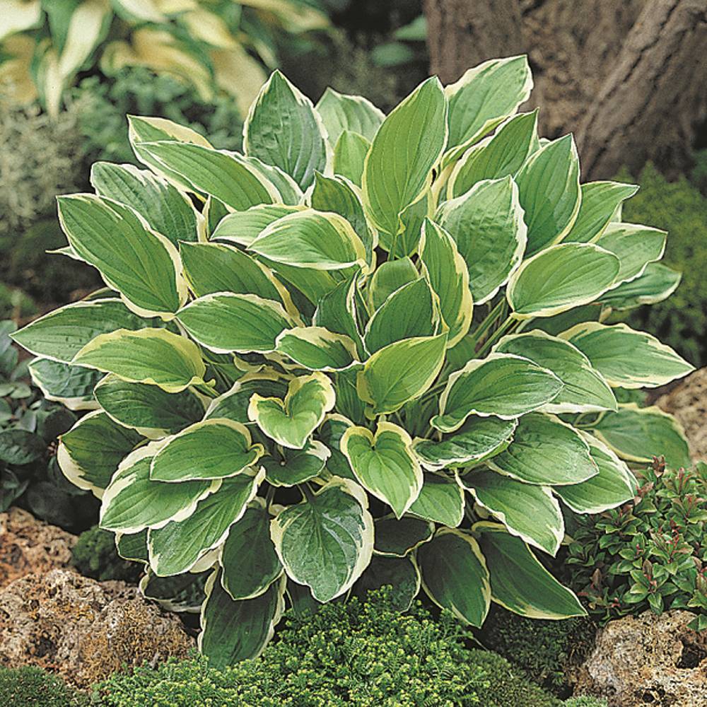 Hosta 'So Sweet' plants | Thompson & Morgan