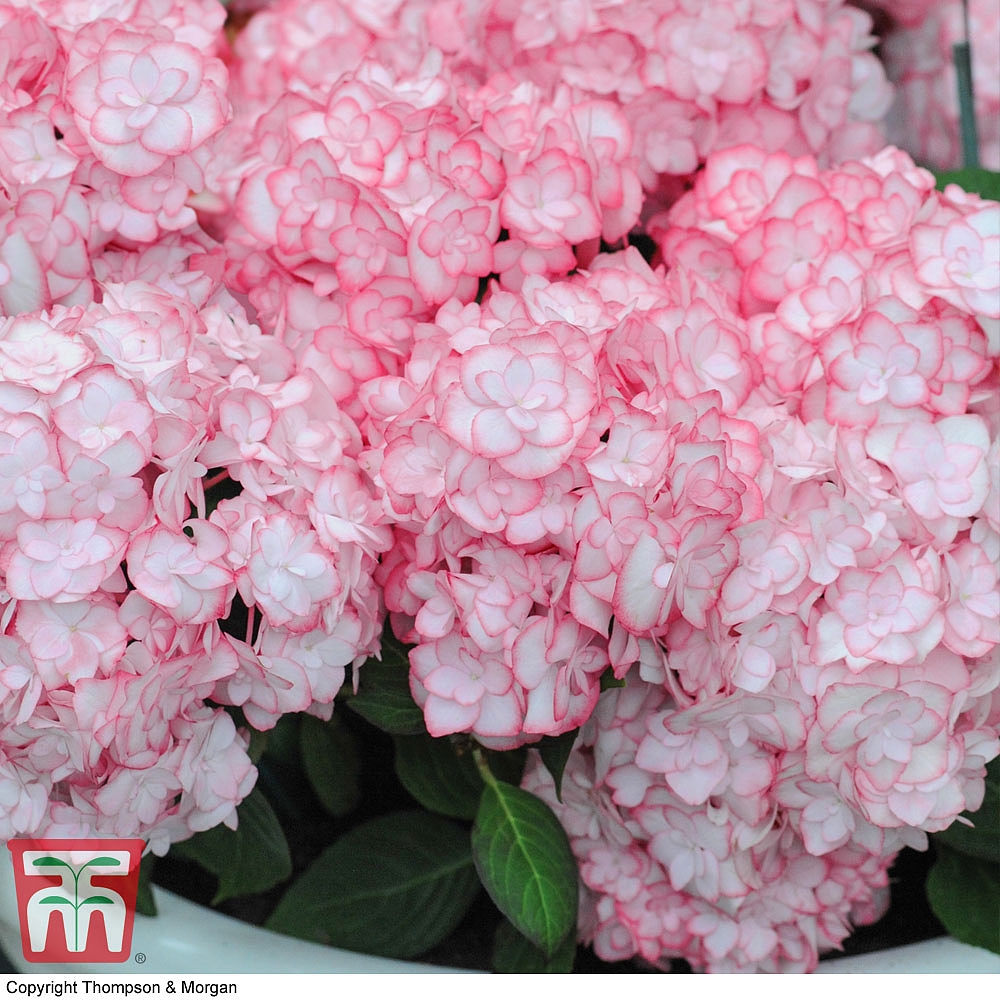 Hydrangea macrophylla 'Miss Saori' plants | Thompson & Morgan