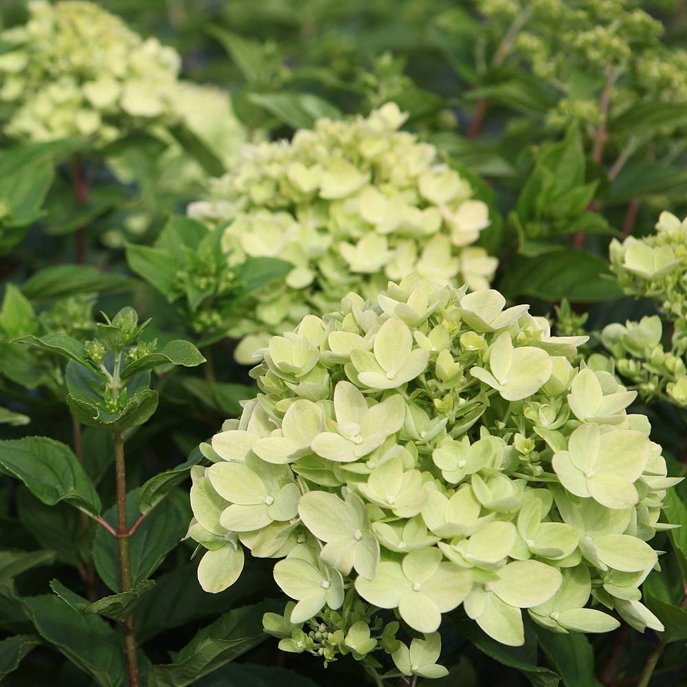 Hydrangea paniculata 'Little Lime' plants | Thompson & Morgan