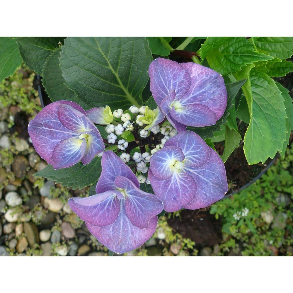 Hydrangea macrophylla 'Zorro' plants | Thompson & Morgan
