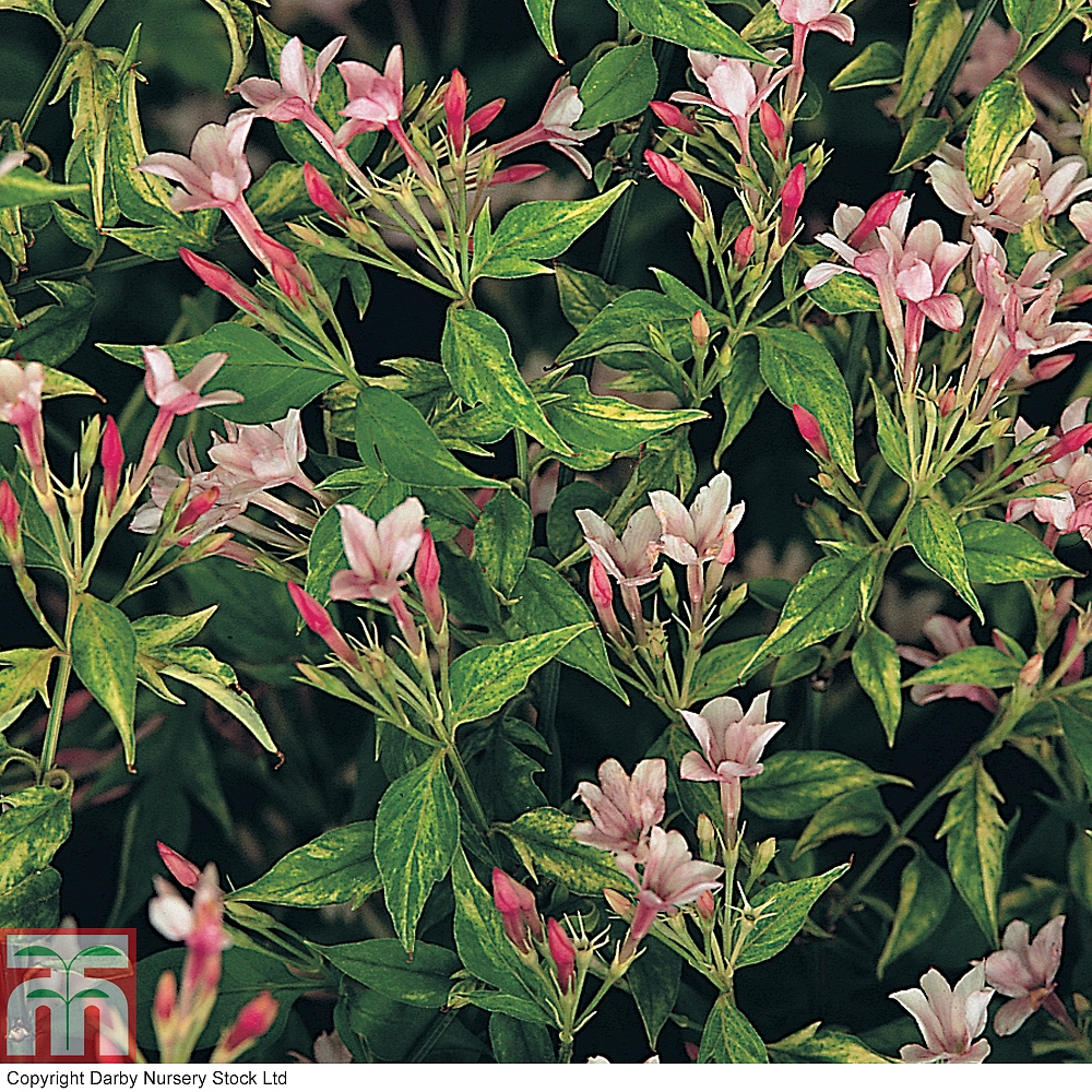 Jasminum x stephanense plants | Thompson & Morgan