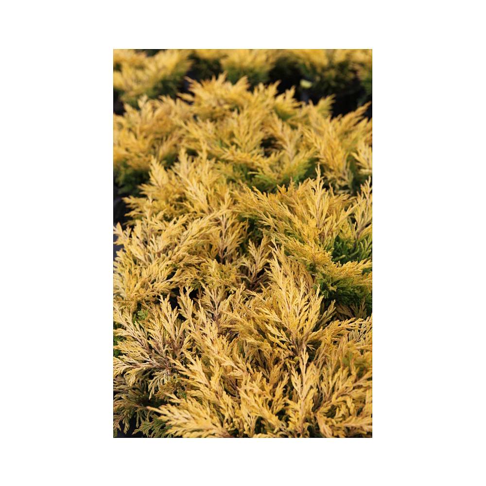 Juniperus horizontalis 'Lime Glow' plants | Thompson & Morgan