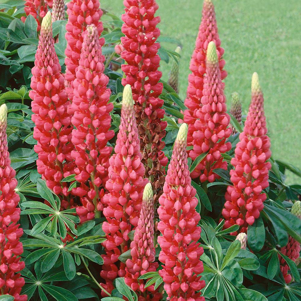 Lupin 'The Page' plants | Thompson & Morgan