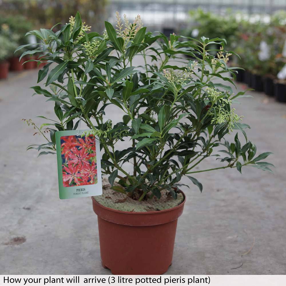 Pieris 'Forest Flame' plants | Thompson & Morgan