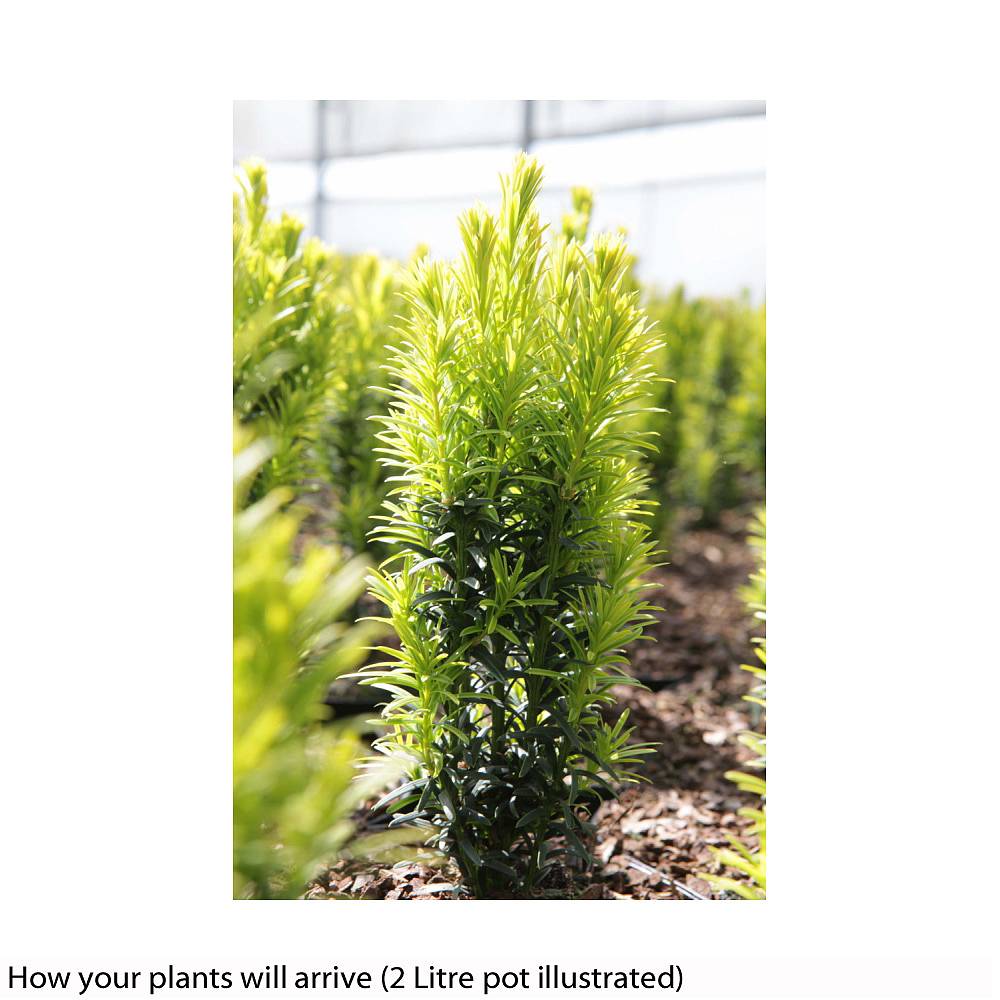 Taxus baccata 'Ivory Tower' plants | Thompson & Morgan