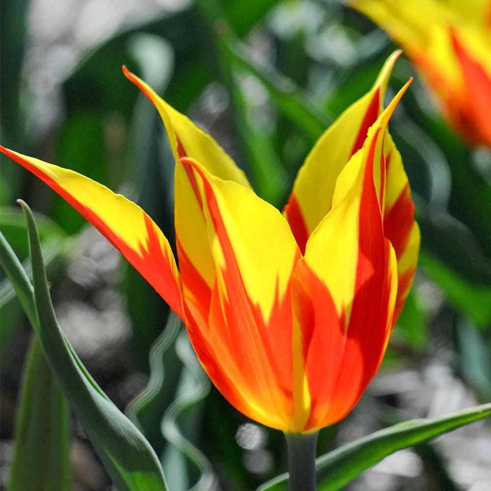 Tulip 'Fire Wings' | Thompson & Morgan