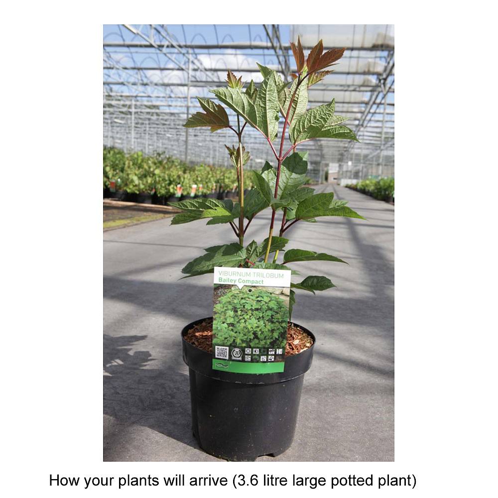 Viburnum trilobum 'Bailey Compact' plants | Thompson & Morgan