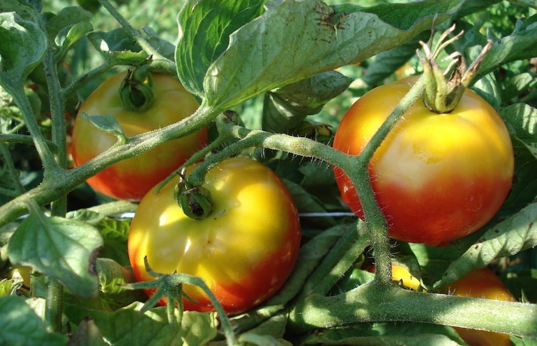 Tomato Greenback | Garden Pests & Diseases | Gardening Tips | Thompson ...