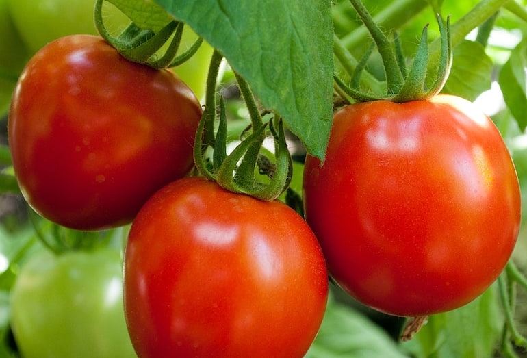 Tomato Greenback | Garden Pests & Diseases | Gardening Tips | Thompson ...