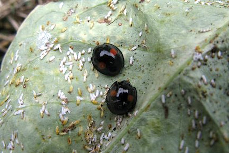 Euonymus Scale | Garden Pests & Diseases | Gardening Tips | Thompson ...
