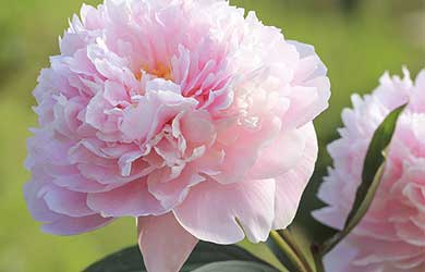 Woman's Weekly Garden Shop | Thompson & Morgan