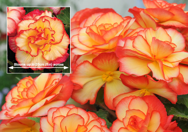 Big Begonia Revival | Thompson & Morgan