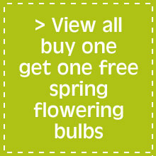 Buy one get one FREE on autumn planting bulbs | Thompson & Morgan