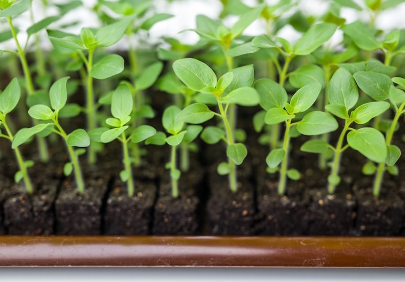 How to handle small seeds