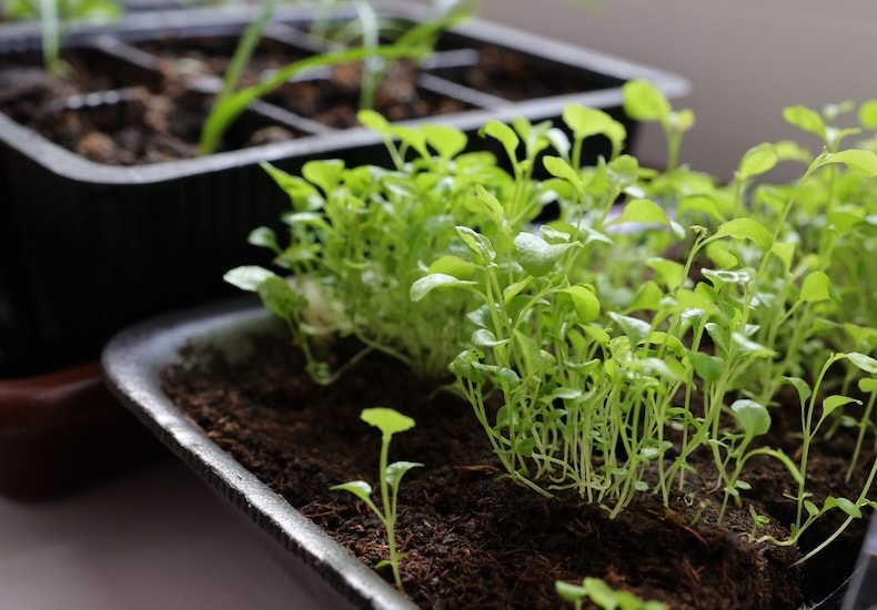 How to handle small seeds