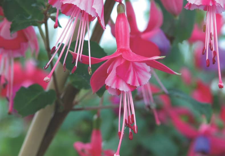 How to hybridise hardy fuchsias | Thompson & Morgan